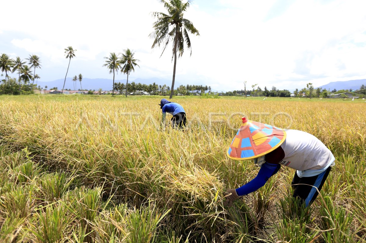 Penyerapan tenaga kerja sektor pertanian Gorontalo | ANTARA Foto
