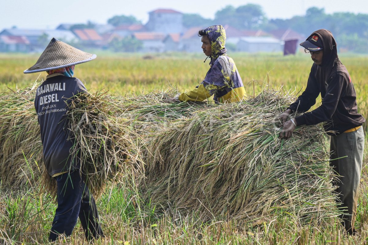 Target produksi beras nasional 2025 | ANTARA Foto