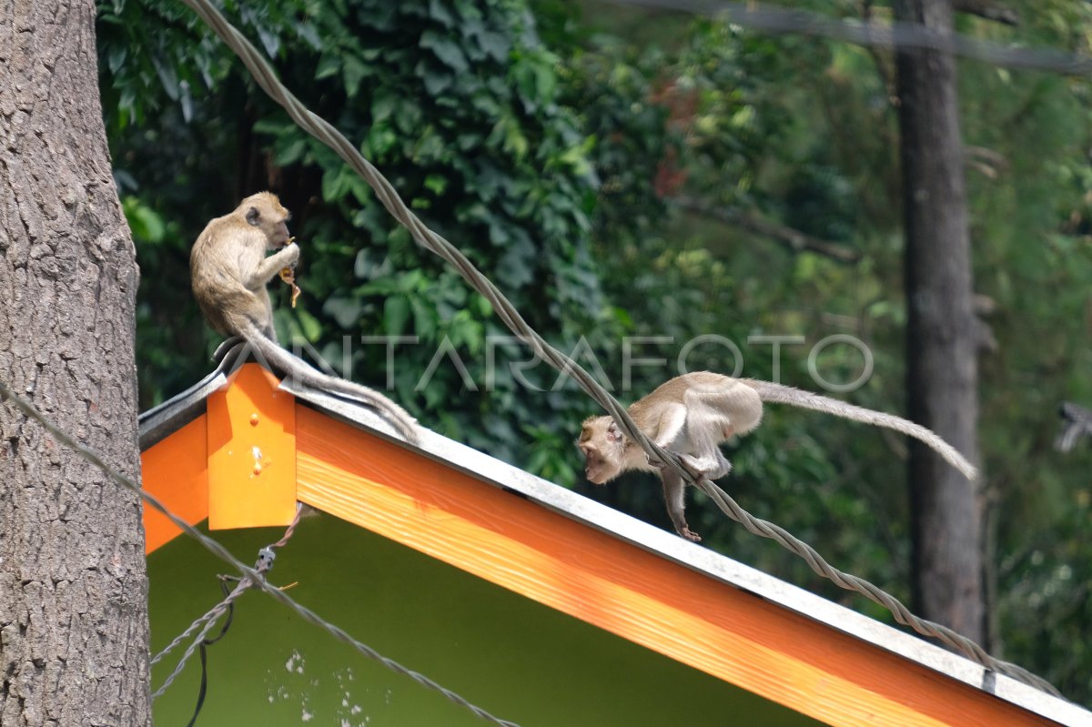 Kebun Raya Gunung Tidar ditutup sementara | ANTARA Foto
