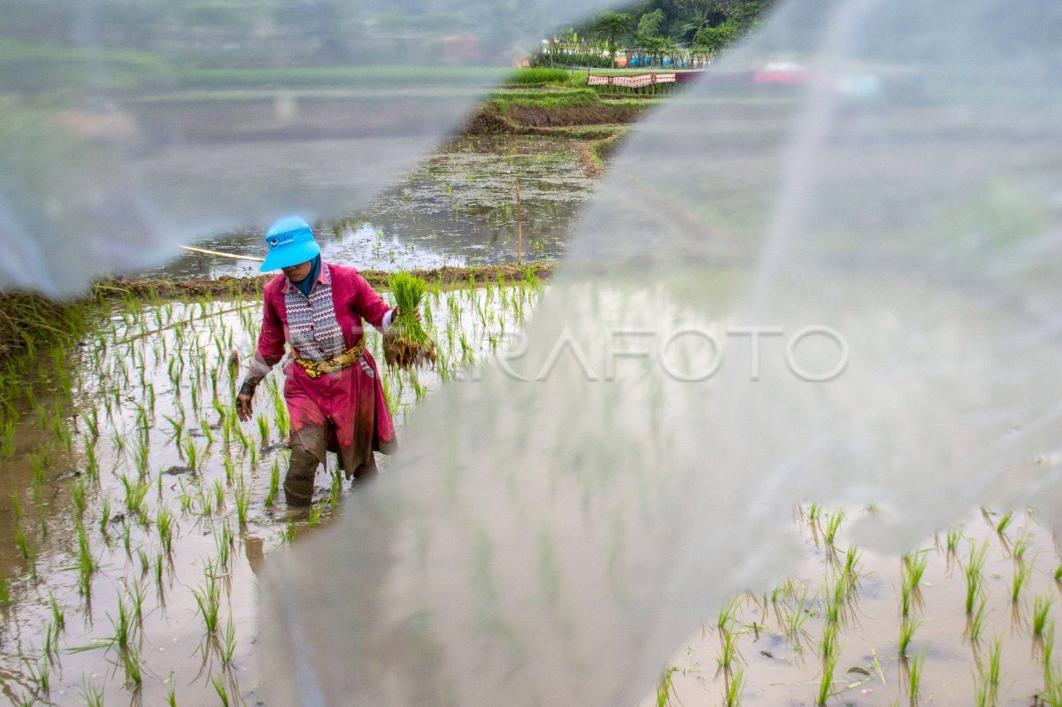 Target cetak sawah tiga juta hektar | ANTARA Foto Target cetak sawah tiga juta hektar | ANTARA Foto