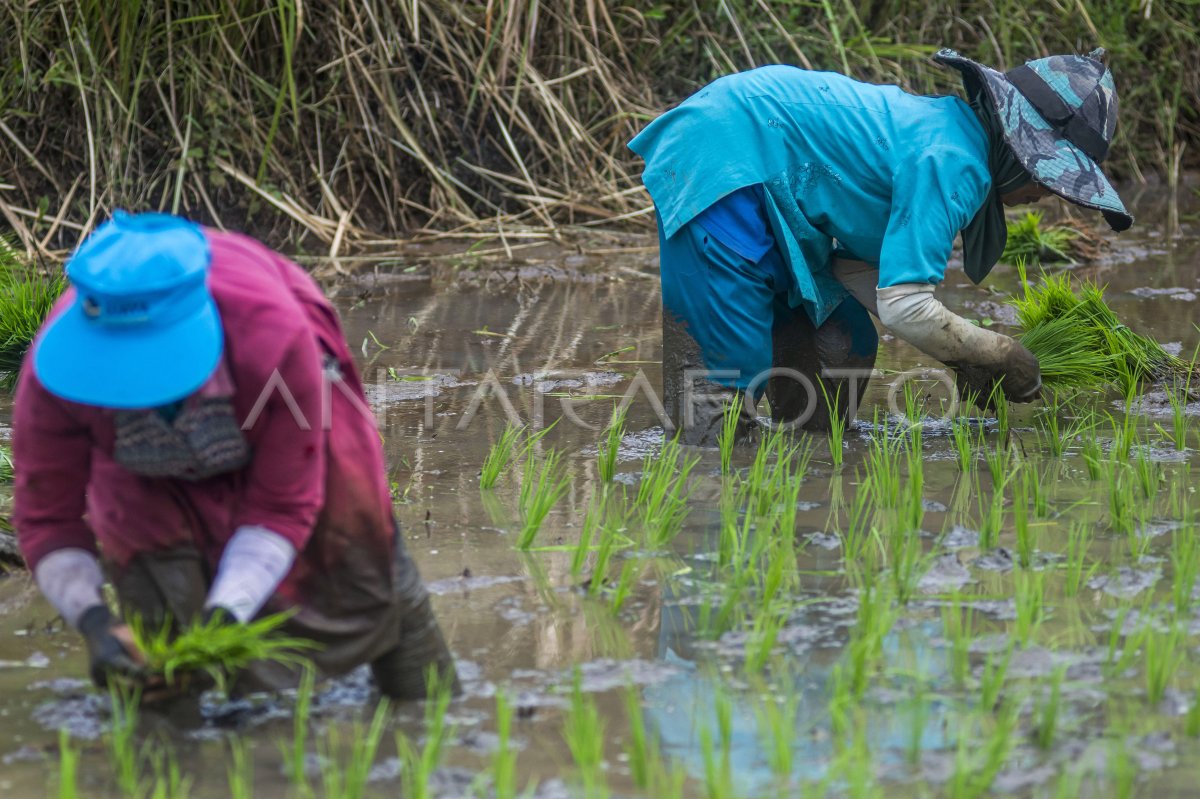 Target cetak sawah tiga juta hektar | ANTARA Foto Target cetak sawah tiga juta hektar | ANTARA Foto