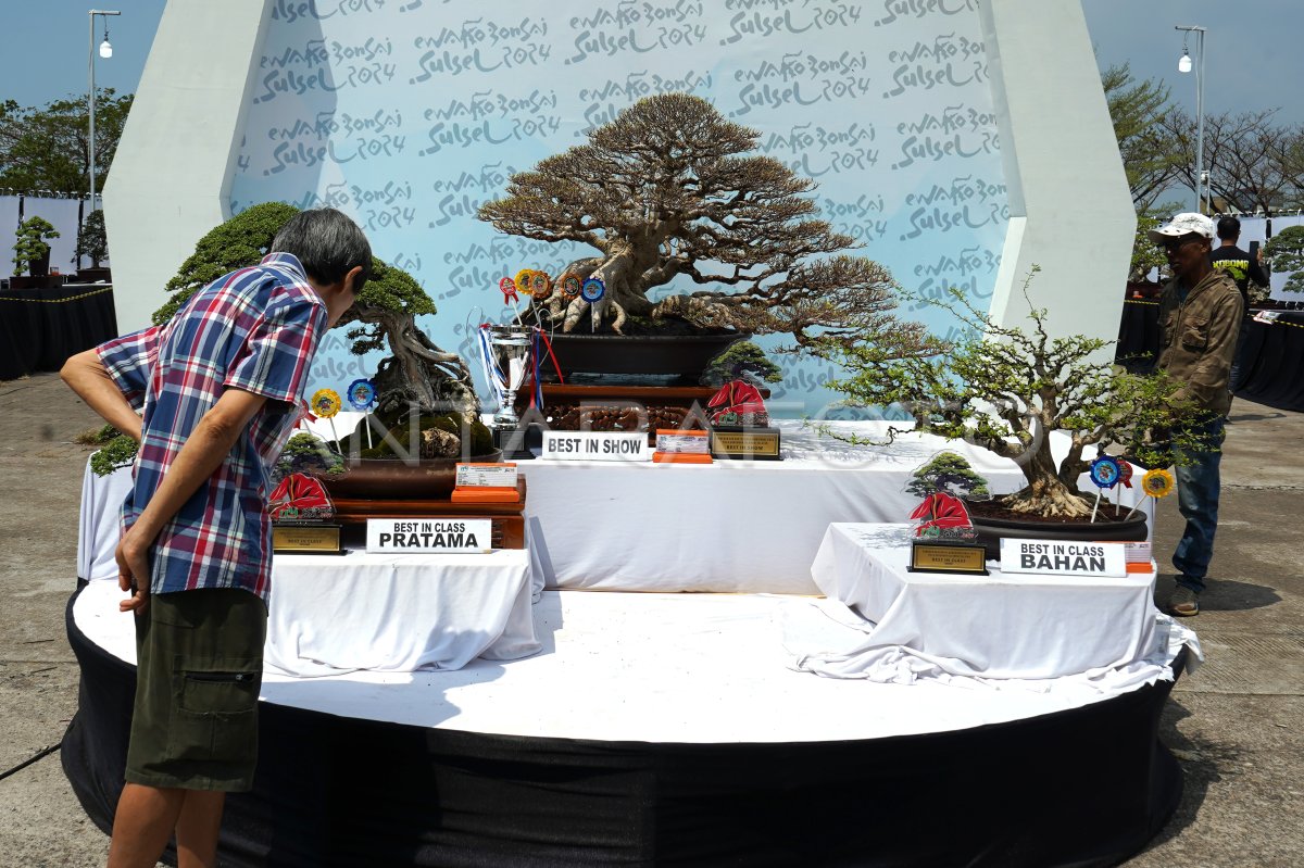 Kompetisi dan pameran pohon bonsai di Makassar | ANTARA Foto Kompetisi dan pameran pohon bonsai di Makassar | ANTARA Foto