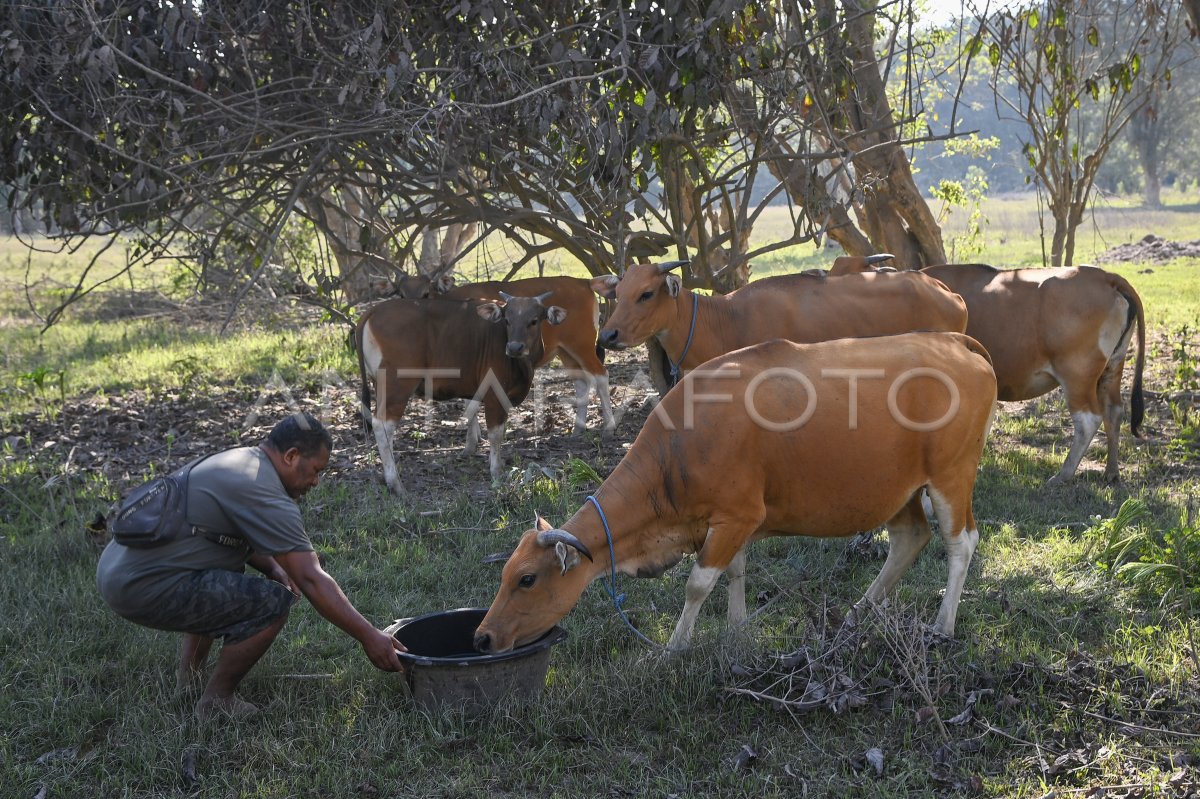 Lewotobi refugees worry about their livestock | ANTARA Foto