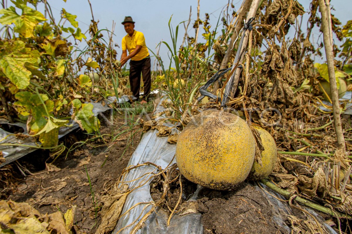 Petani melon di Nganjuk gagal panen | ANTARA Foto
