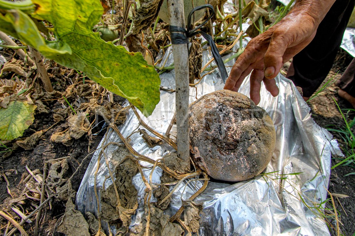 Petani melon di Nganjuk gagal panen | ANTARA Foto
