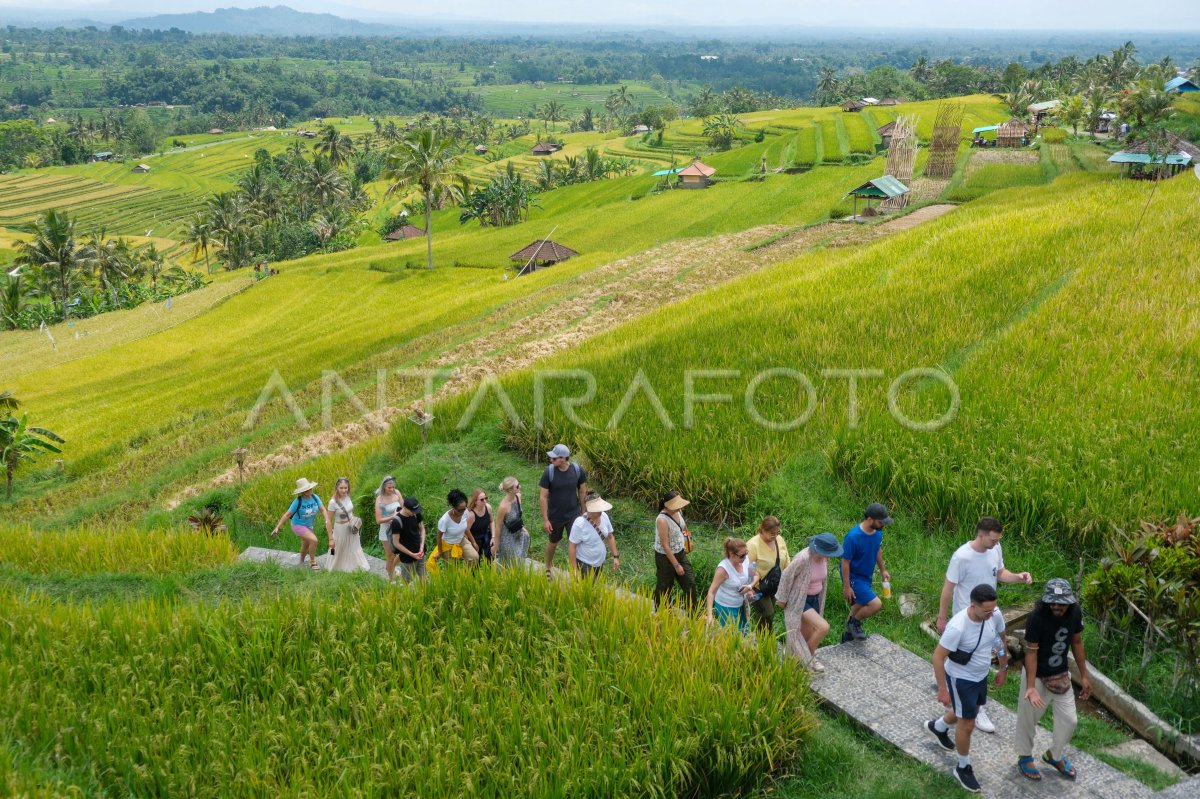Jatiluwih Tourism Village is awarded from UN | ANTARA Foto