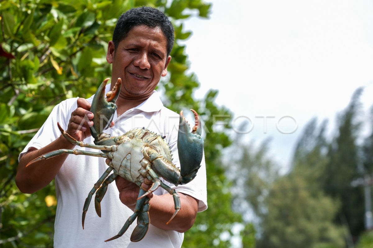 Kepiting bakau untuk ekspor | ANTARA Foto
