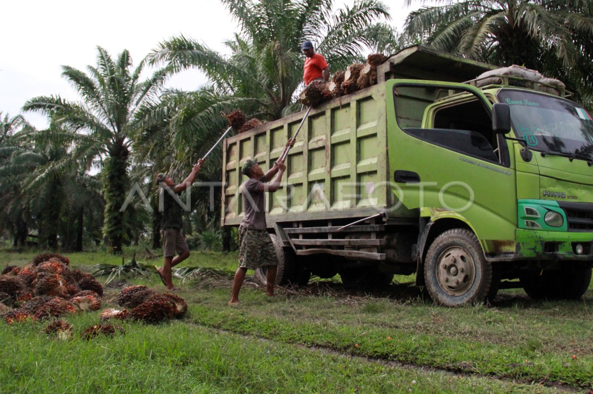 Program peremajaan sawit rakyat | ANTARA Foto