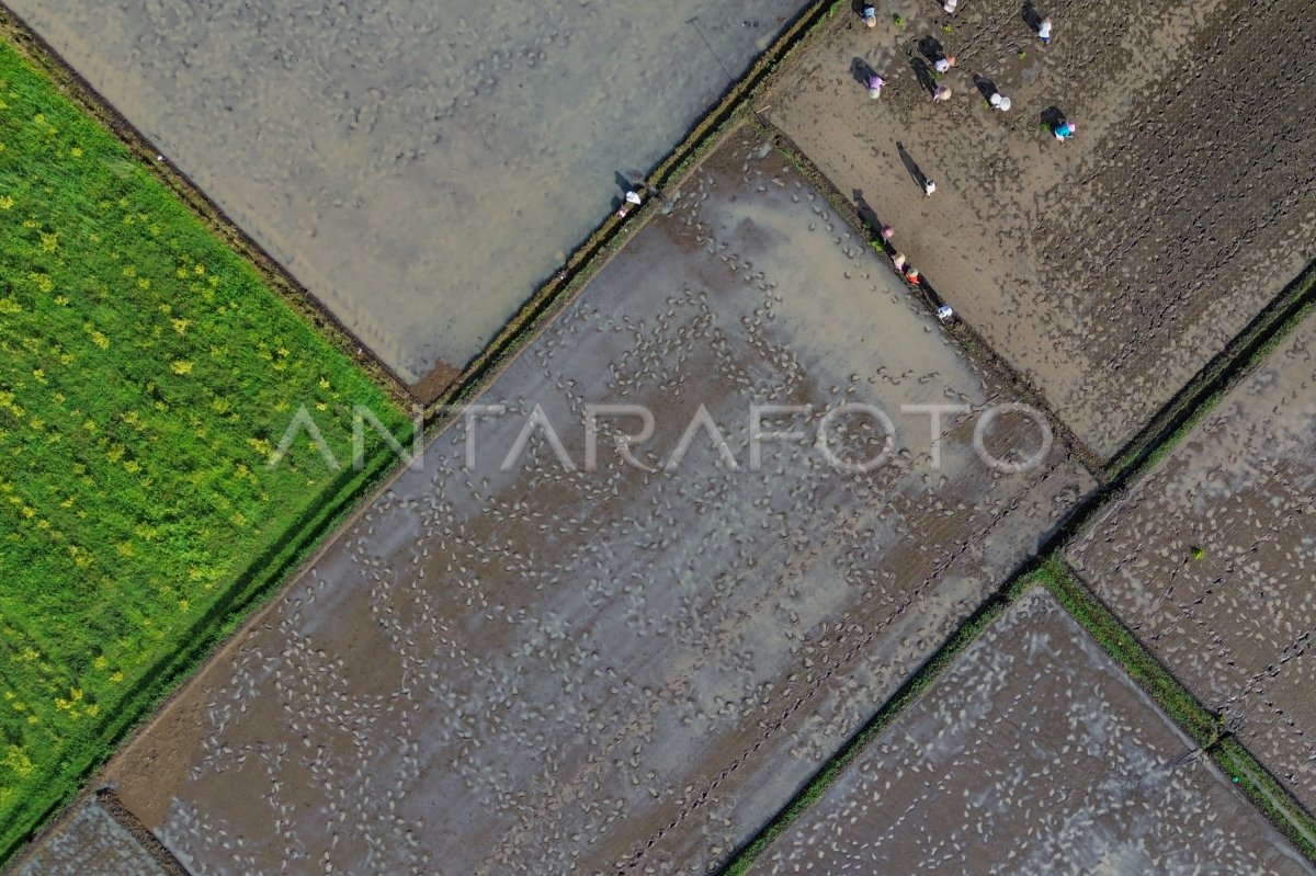 Penyuluh pertanian untuk dukung swasembada pangan | ANTARA Foto