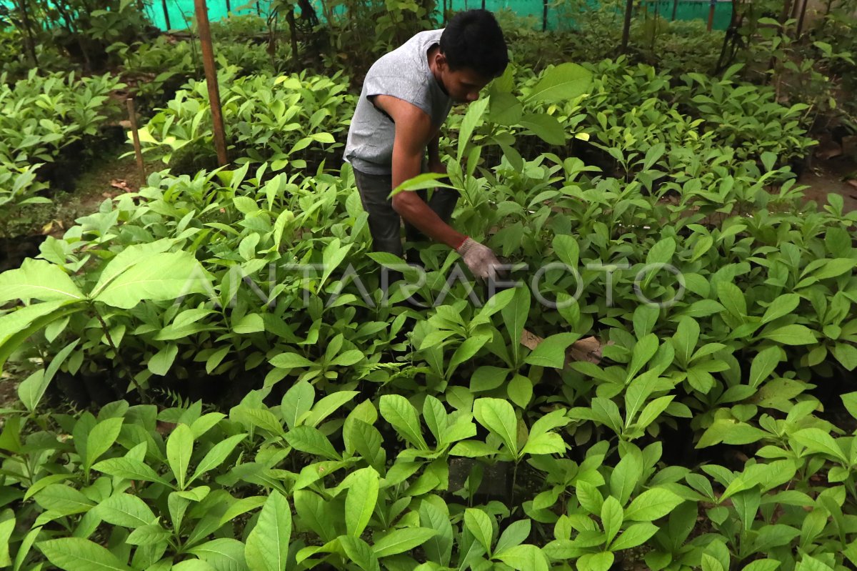 Pembibitan pohon jati solomon | ANTARA Foto