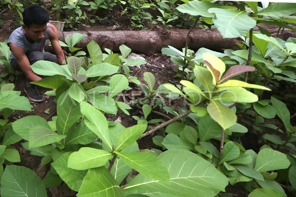 Pembibitan pohon jati solomon | ANTARA Foto