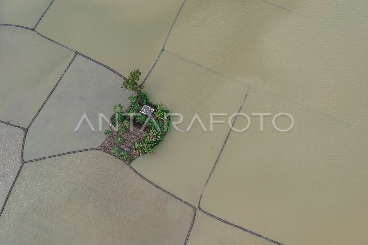 Ribuan hektare sawah terendam banjir di Banten | ANTARA Foto Ribuan hektare sawah terendam banjir di Banten | ANTARA Foto
