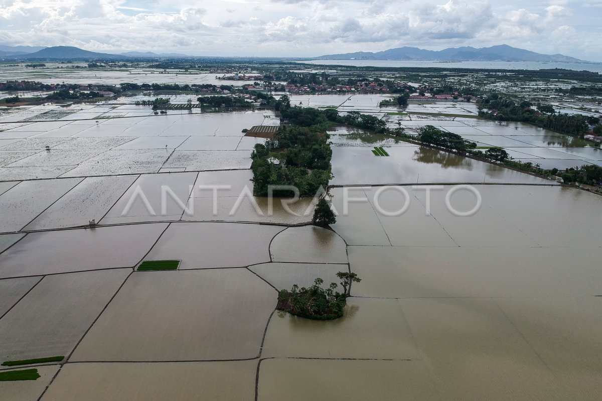 Ribuan hektare sawah terendam banjir di Banten | ANTARA Foto Ribuan hektare sawah terendam banjir di Banten | ANTARA Foto