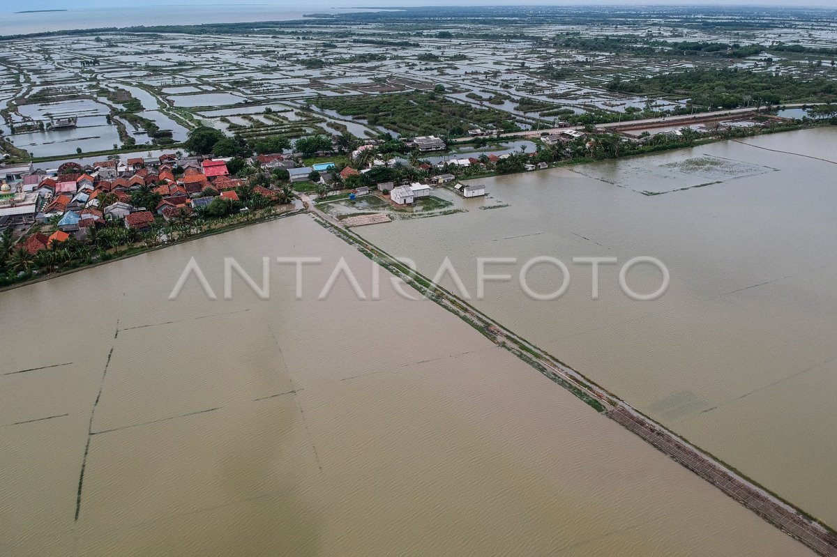 Ribuan hektare sawah terendam banjir di Banten | ANTARA Foto Ribuan hektare sawah terendam banjir di Banten | ANTARA Foto