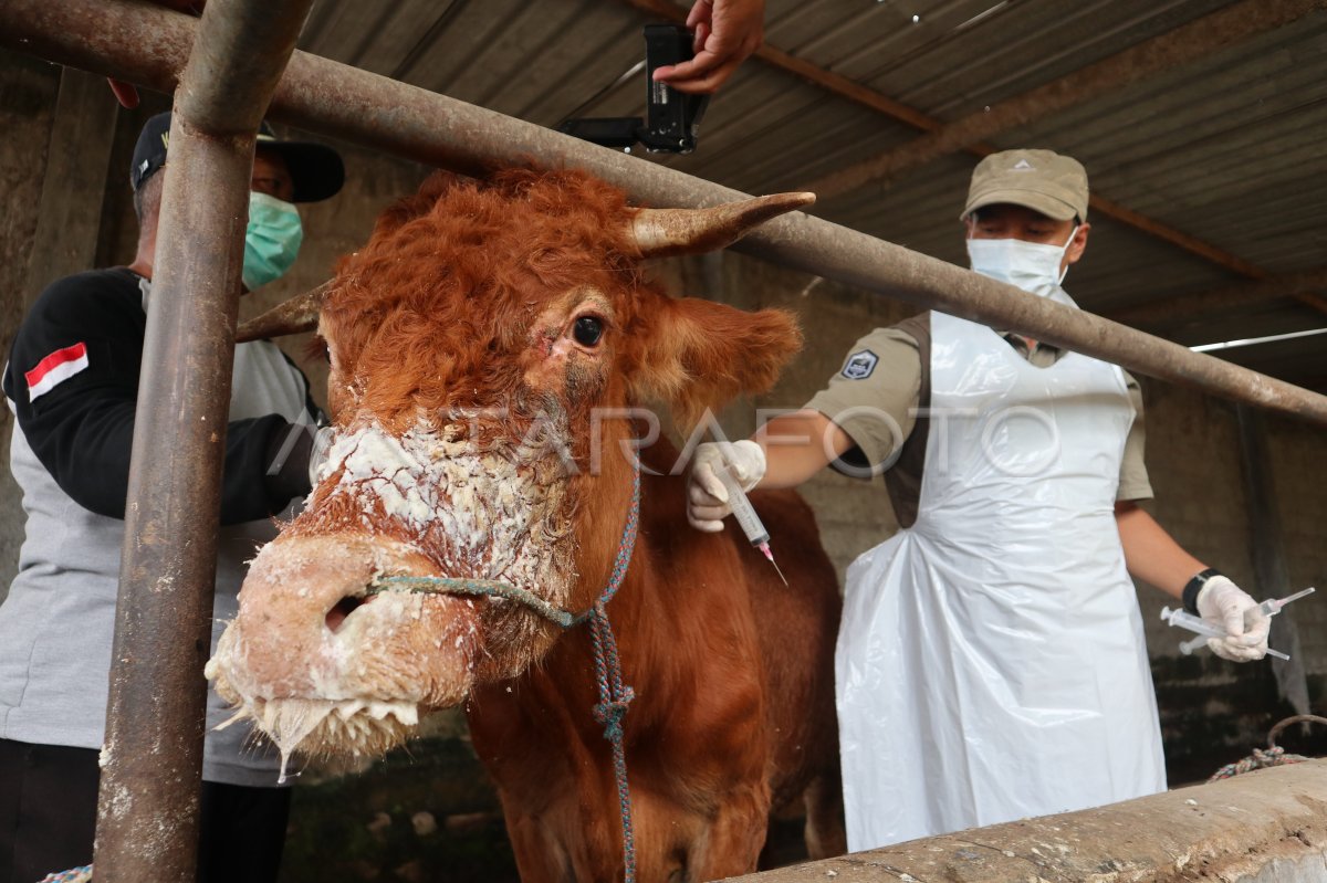 Kasus sapi dengan PMK di Jombang | ANTARA Foto Kasus sapi dengan PMK di Jombang | ANTARA Foto