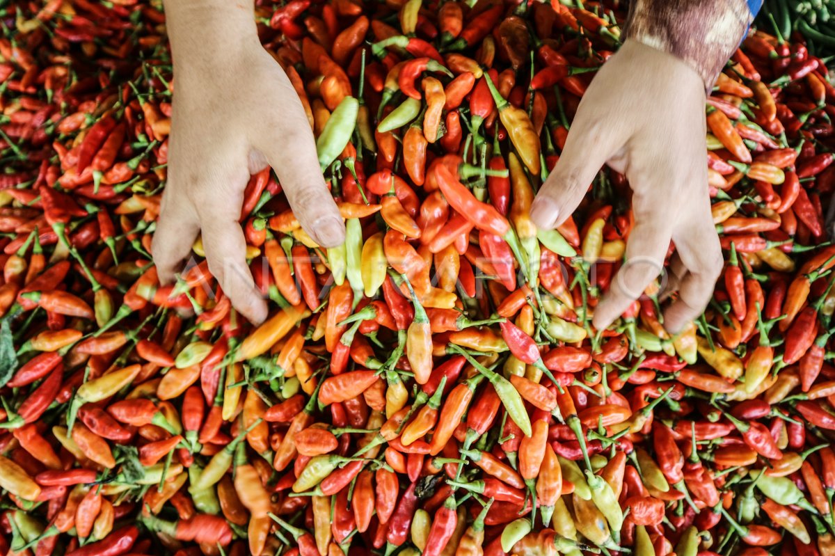 Harga cabai di Palangka Raya melonjak | ANTARA Foto