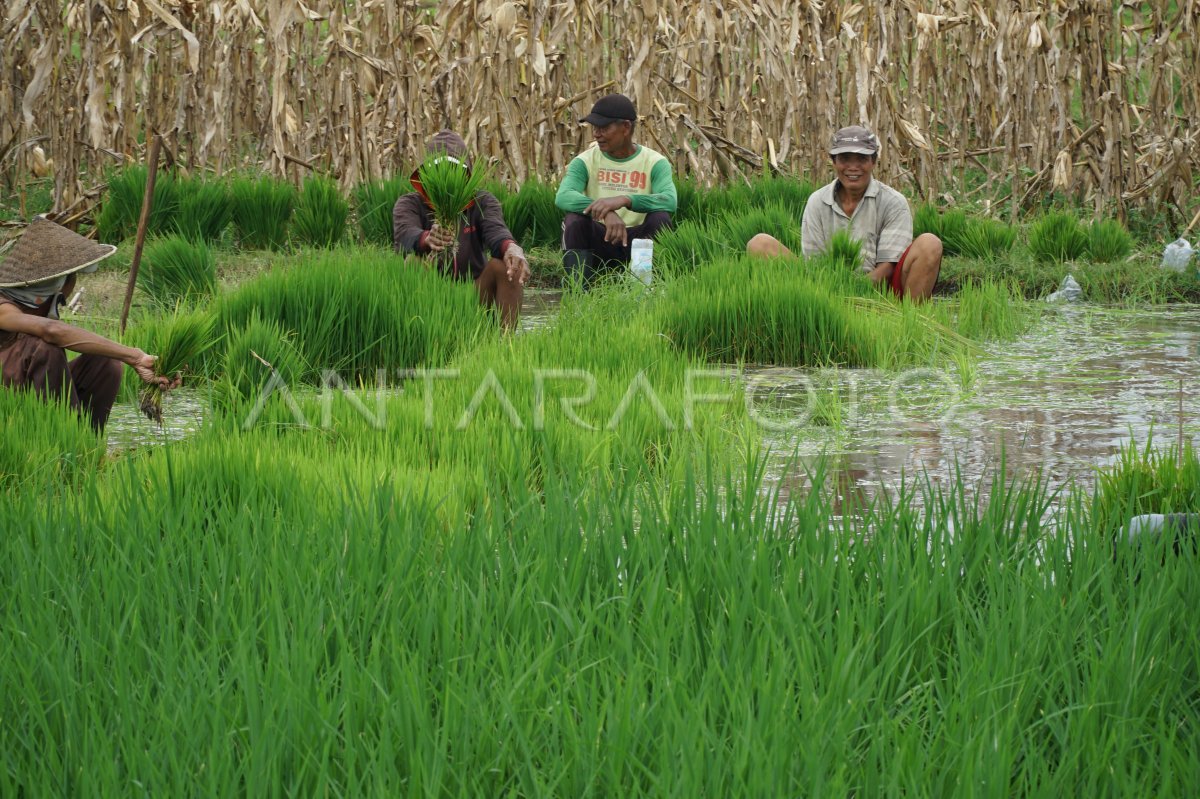 Penanaman demplot padi TNI di Tulungagung | ANTARA Foto