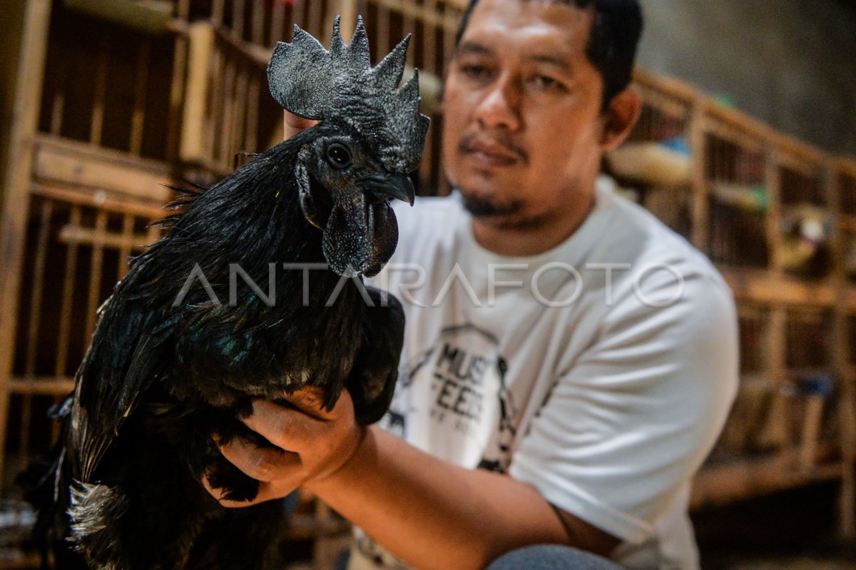 Budi daya ayam cemani tembus pasar ekspor | ANTARA Foto