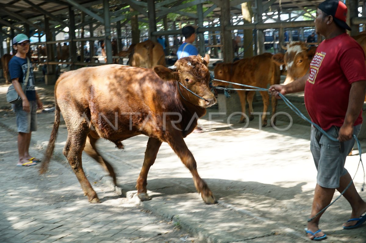 Penjualan ternak sapi turun dampak wabah PMK | ANTARA Foto