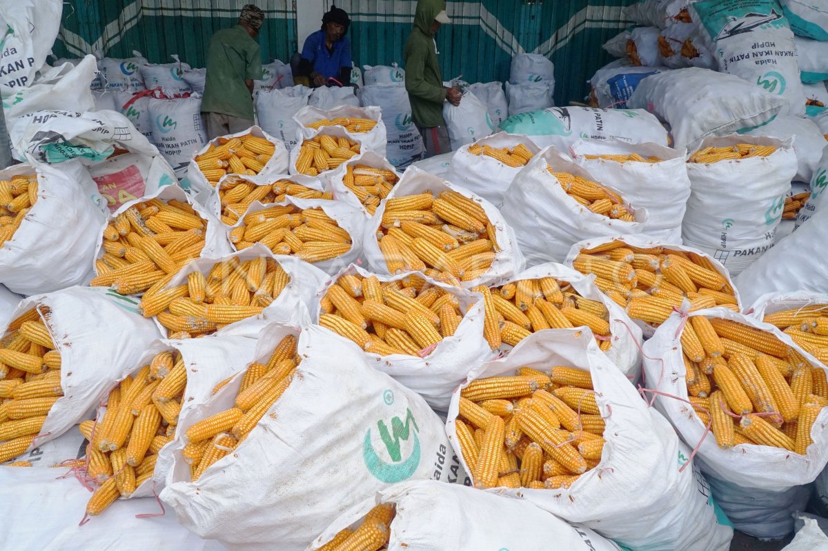 Harga jagung pipil basah di tingkat petani turun | ANTARA Foto
