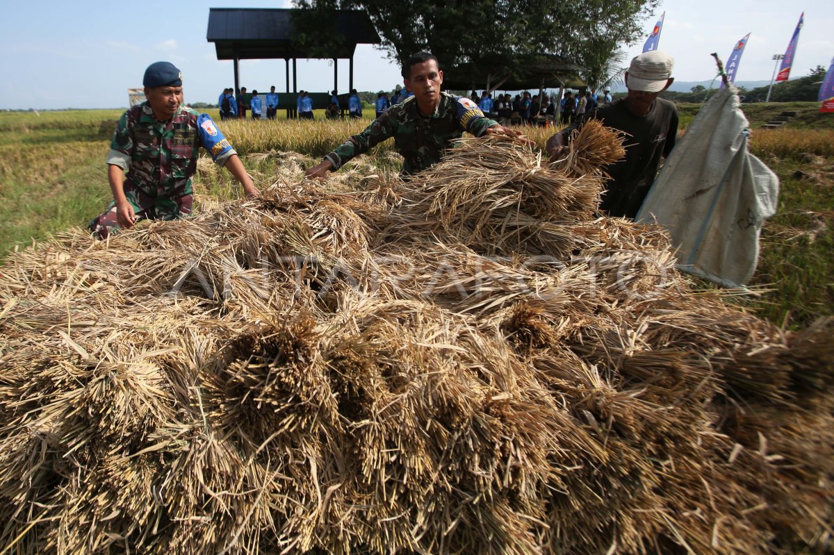 Panen padi di lahan ketahanan pangan Lanud SIM | ANTARA Foto