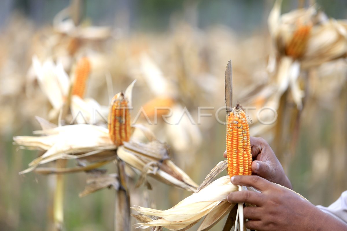 Panen raya jagung di Gorontalo | ANTARA Foto