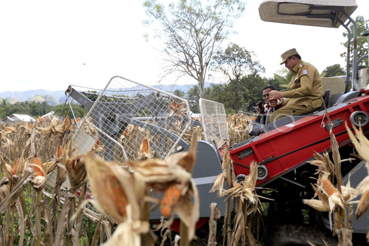 Panen raya jagung di Gorontalo | ANTARA Foto