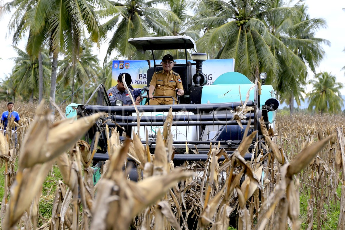 Panen raya jagung di Gorontalo | ANTARA Foto