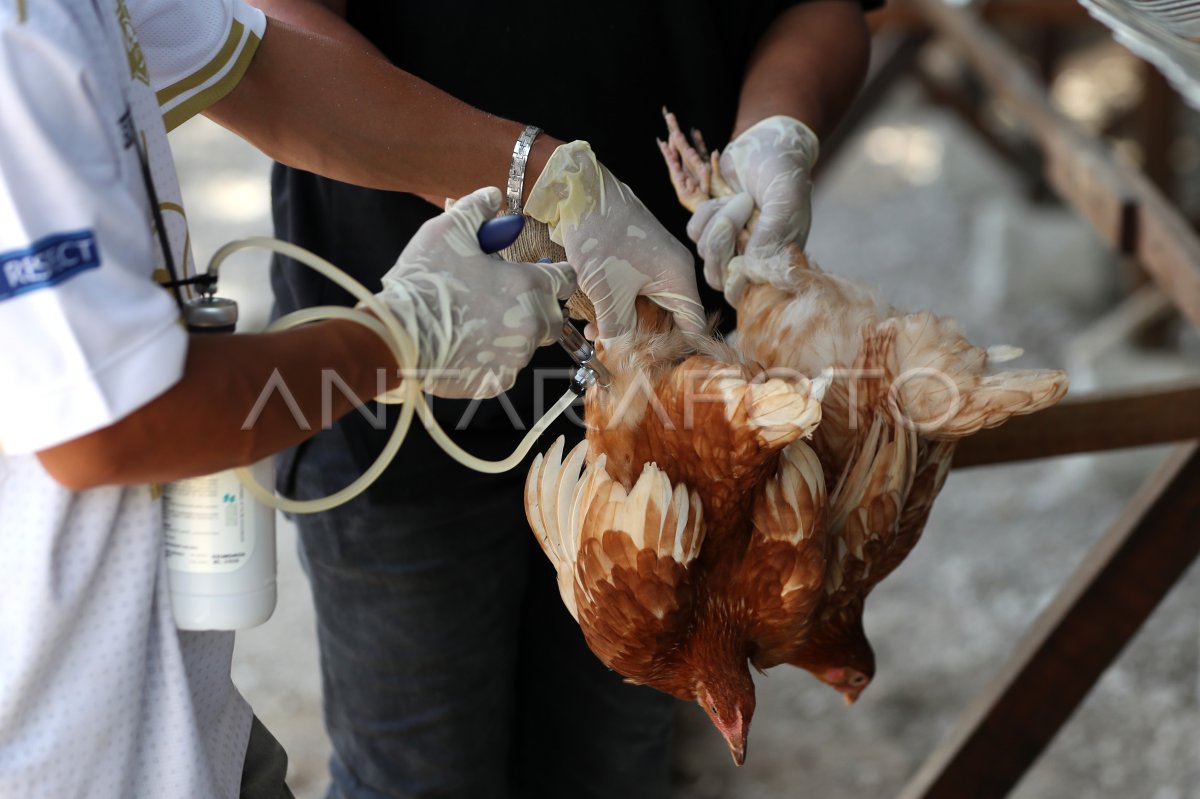 Vaksinasi ayam cegah flu burung | ANTARA Foto