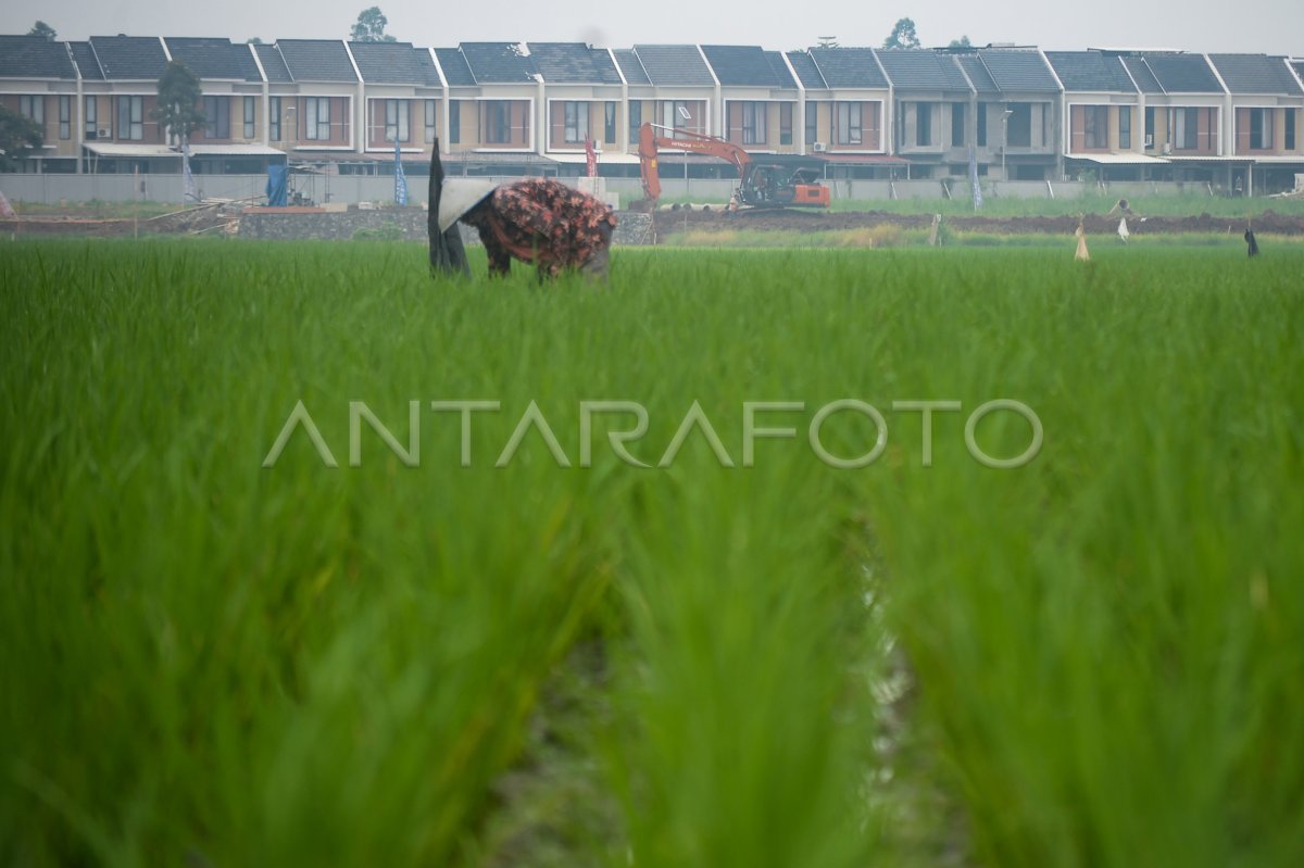Government adds the area of protected rice fields | ANTARA Foto