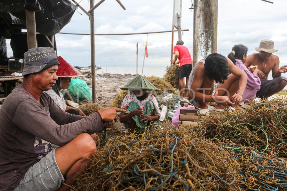 Rumput laut menjadi komoditas unggulan Indonesia | ANTARA Foto