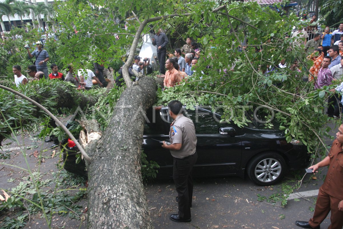 POHON TUMBANG TIMPA MOBIL | ANTARA Foto