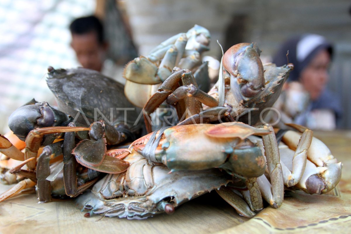 KEPITING BAKAU | ANTARA Foto