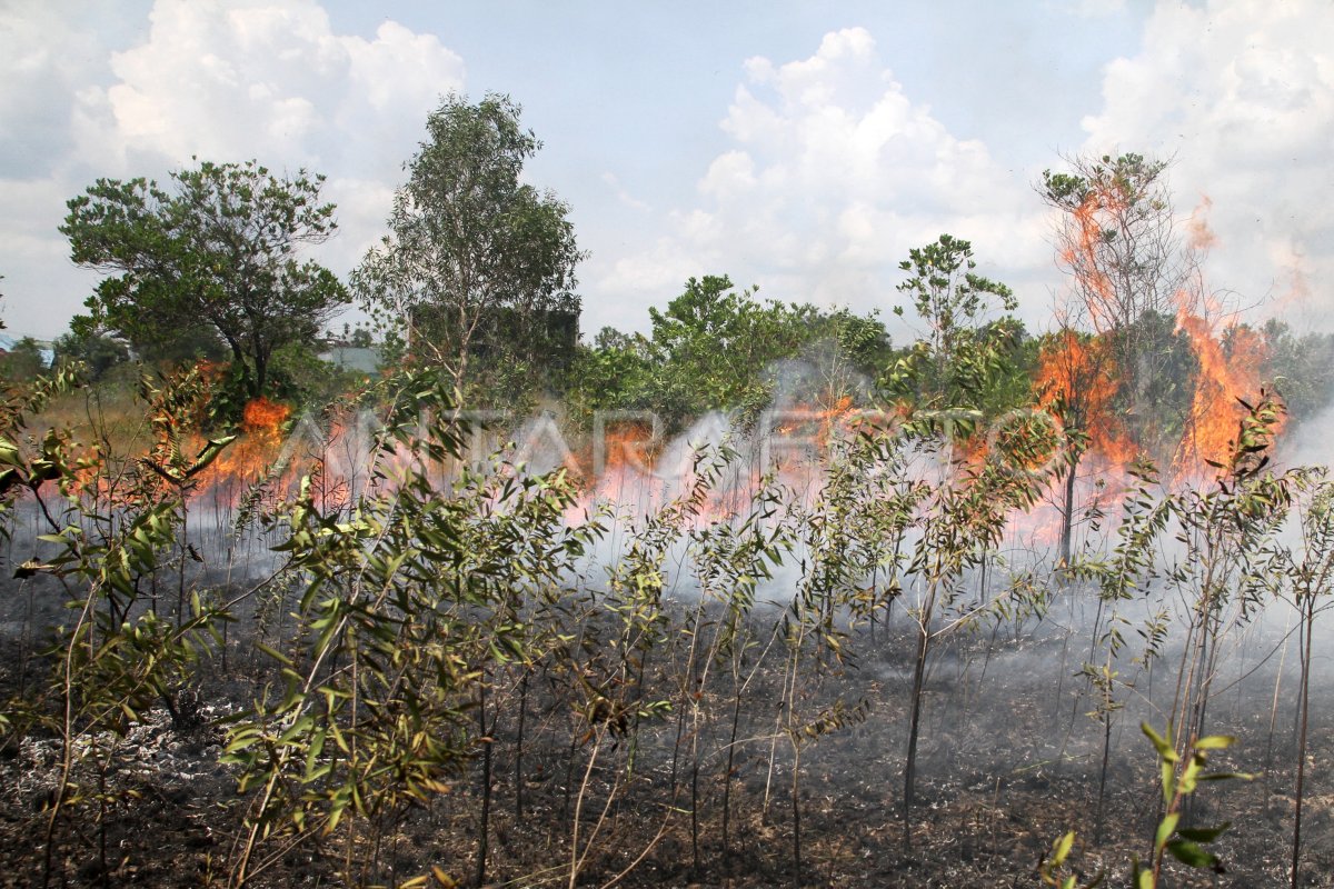 KEBAKARAN LAHAN RIAU | ANTARA Foto
