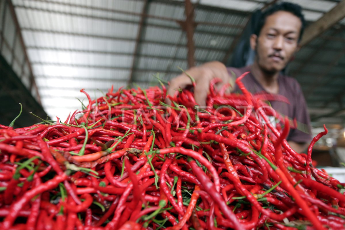 HARGA CABAI MERAH NAIK | ANTARA Foto