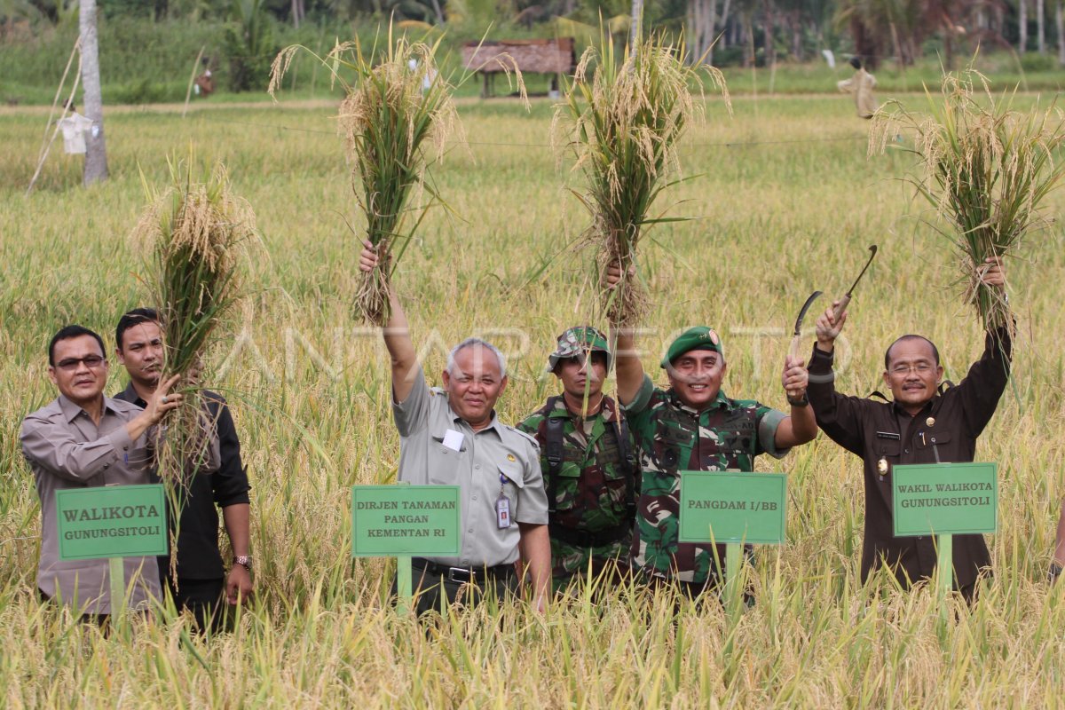 PANEN RAYA PADI NIAS | ANTARA Foto