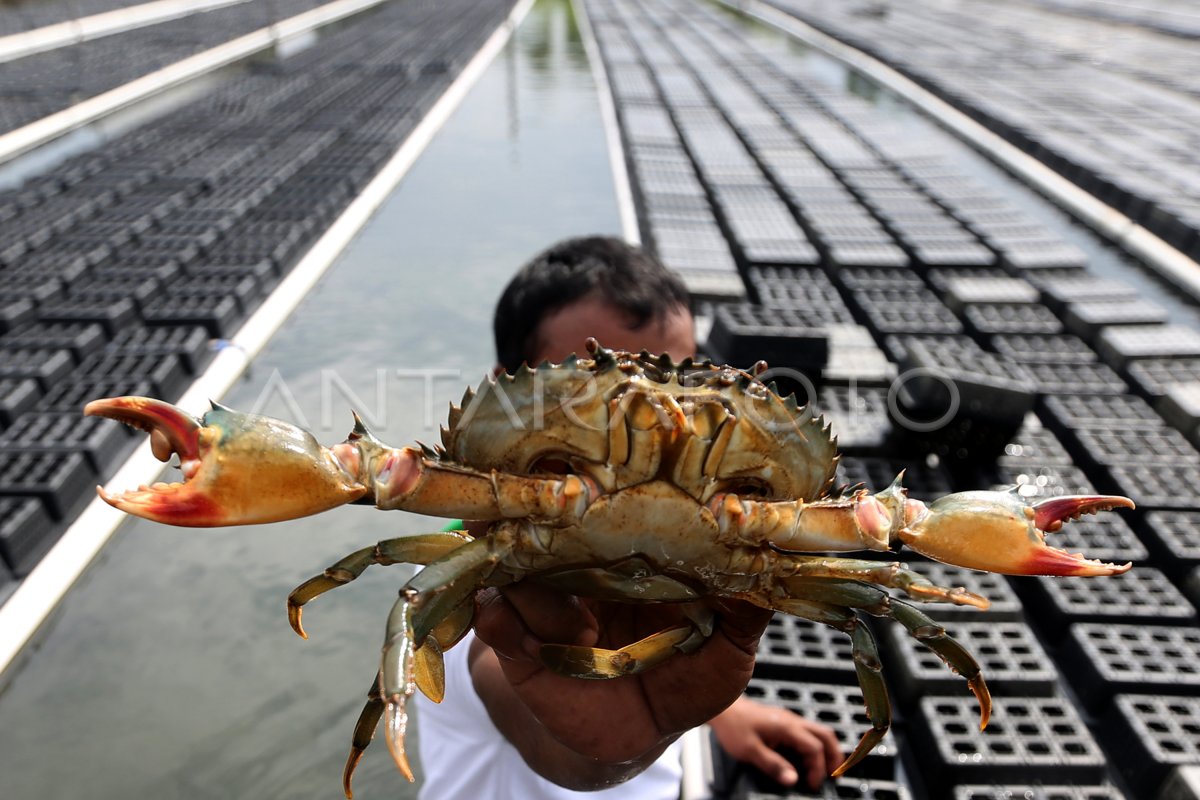 KEPITING BAKAU | ANTARA Foto