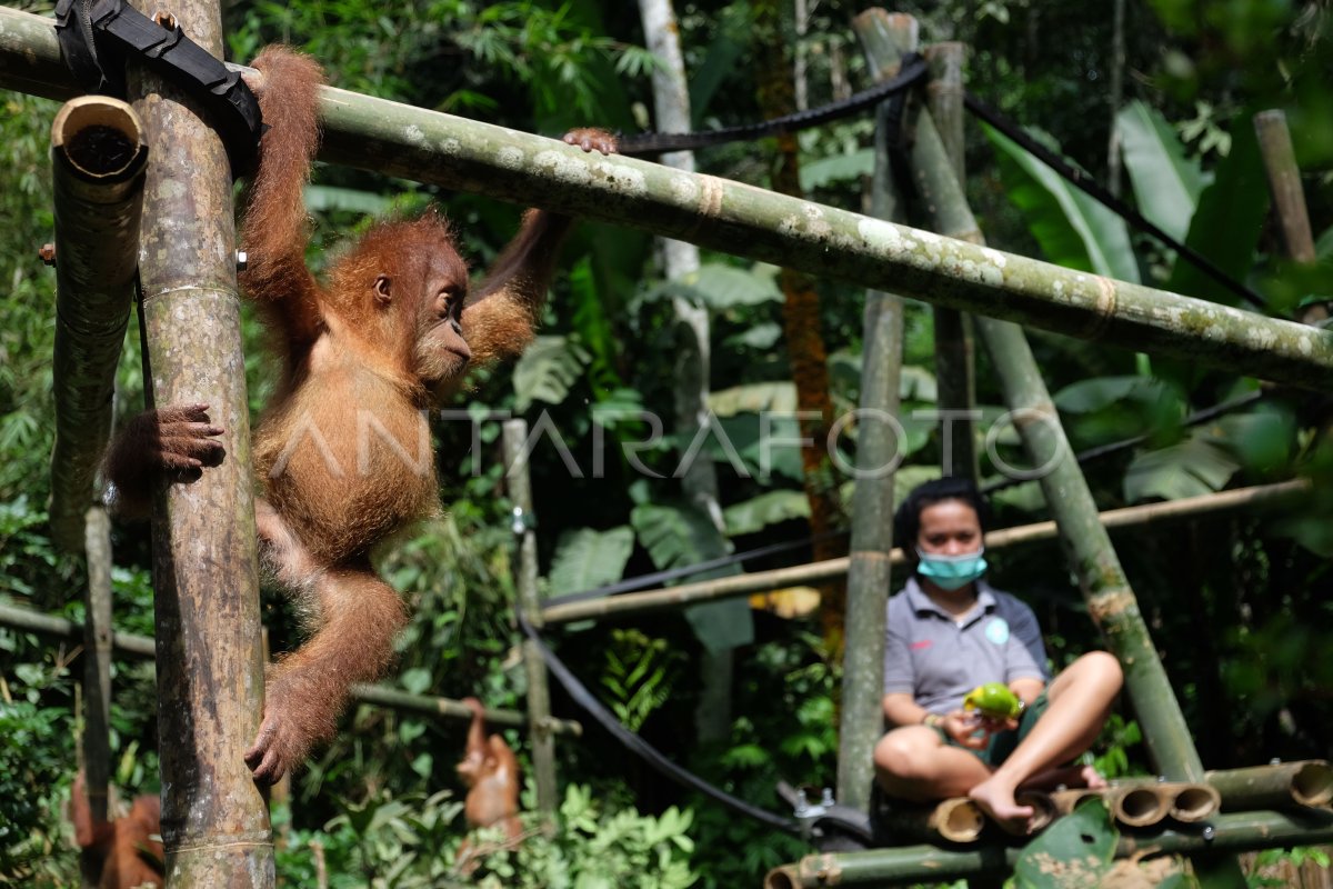 AKTIVITAS ORANGUTAN DI KARANTINA | ANTARA Foto