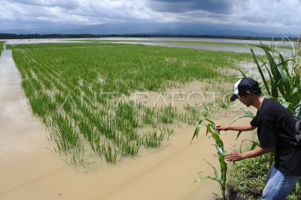 LAHAN PERTANIAN TERENDAM BANJIR | ANTARA Foto