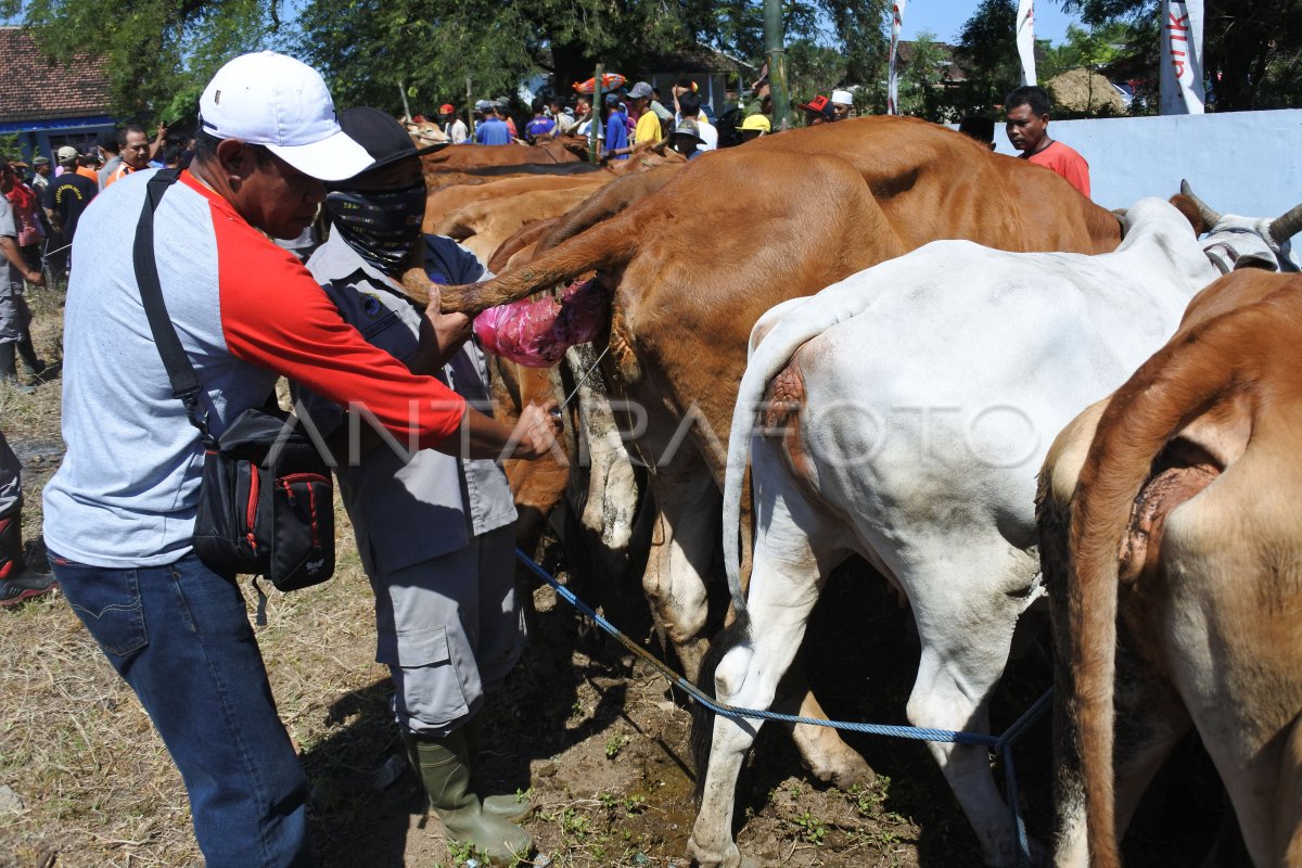 MANDATORY MASTER CATTLE PROGRAM | ANTARA Foto