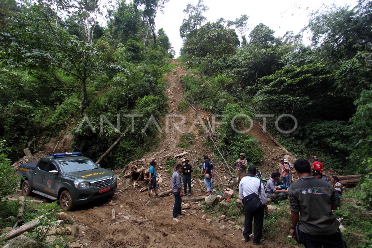 PEMBALAKAN LIAR TN GUNUNG LEUSER | ANTARA Foto