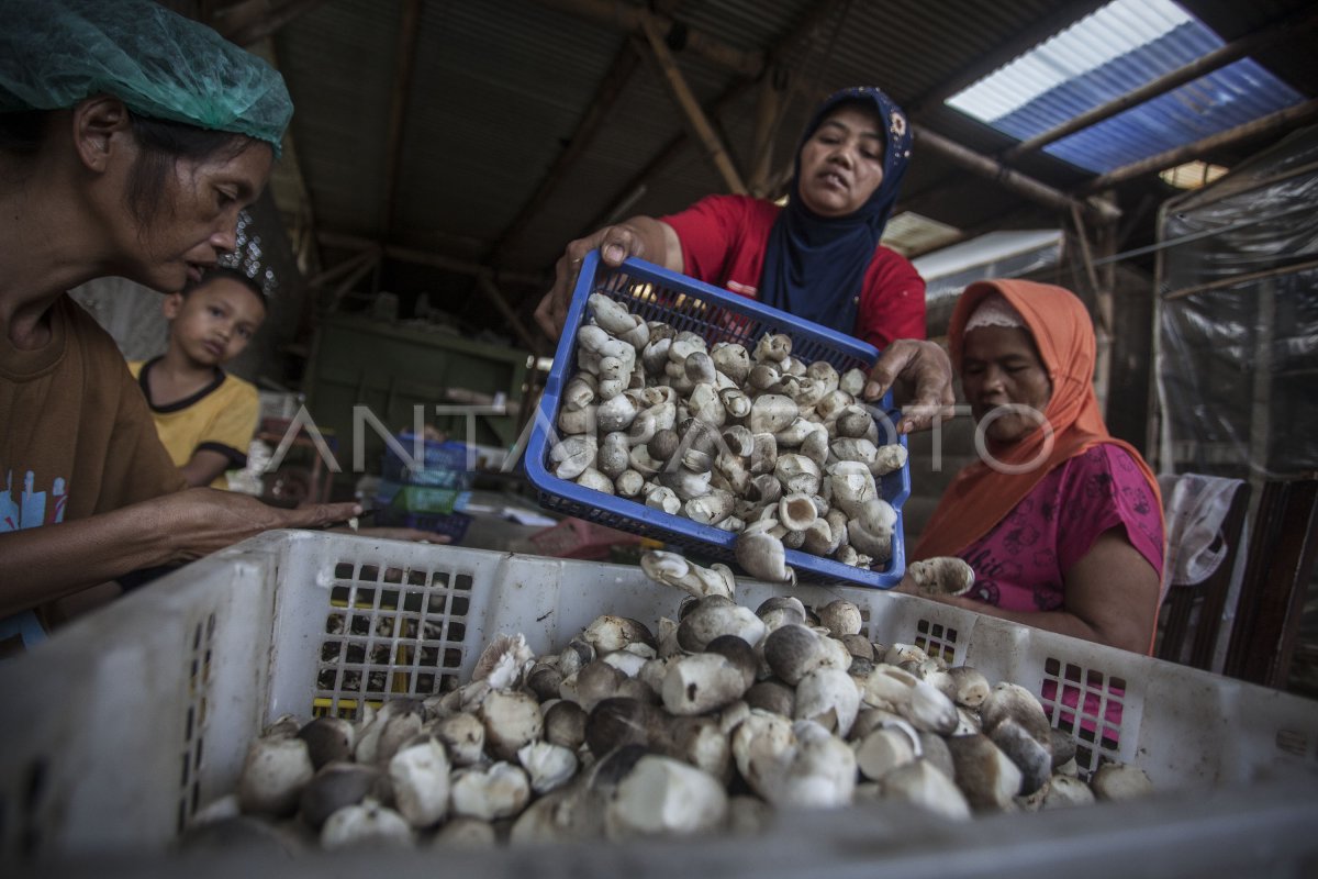 BUDIDAYA JAMUR MERANG | ANTARA Foto