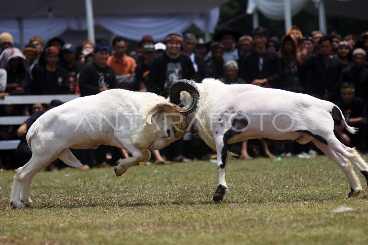 SENI ADU KETANGKASAN DOMBA GARUT | ANTARA Foto