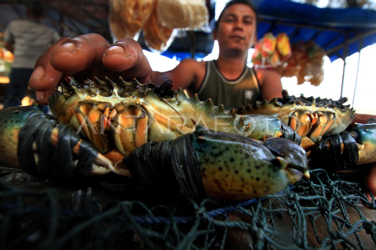JENIS KEPITING EKSPOR | ANTARA Foto