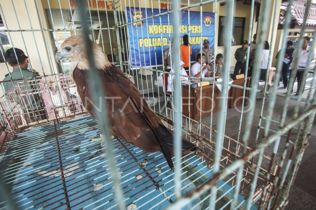 PENGUNGKAPAN KASUS PERDAGANGAN SATWA DILINDUNGI | ANTARA Foto