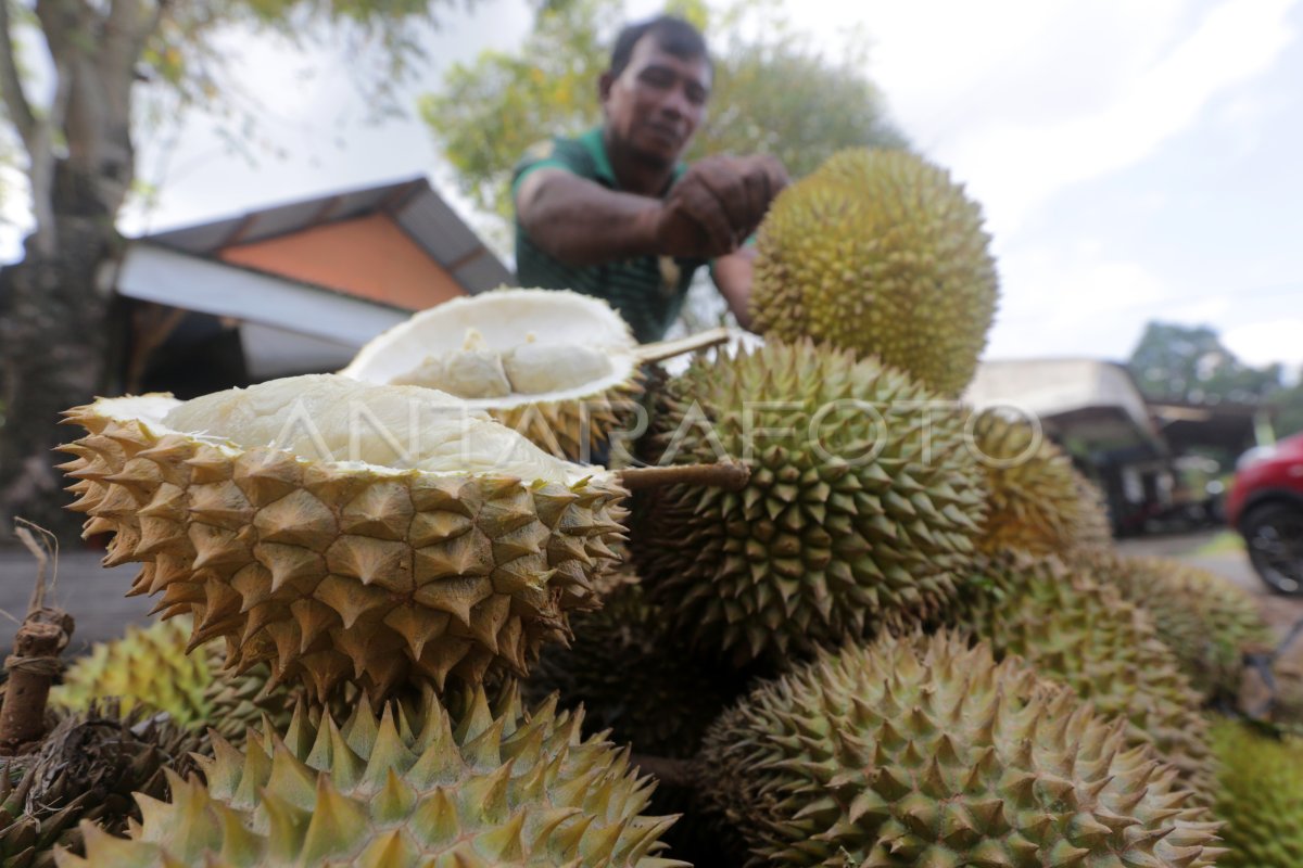 MUSIM PANEN DURIAN | ANTARA Foto