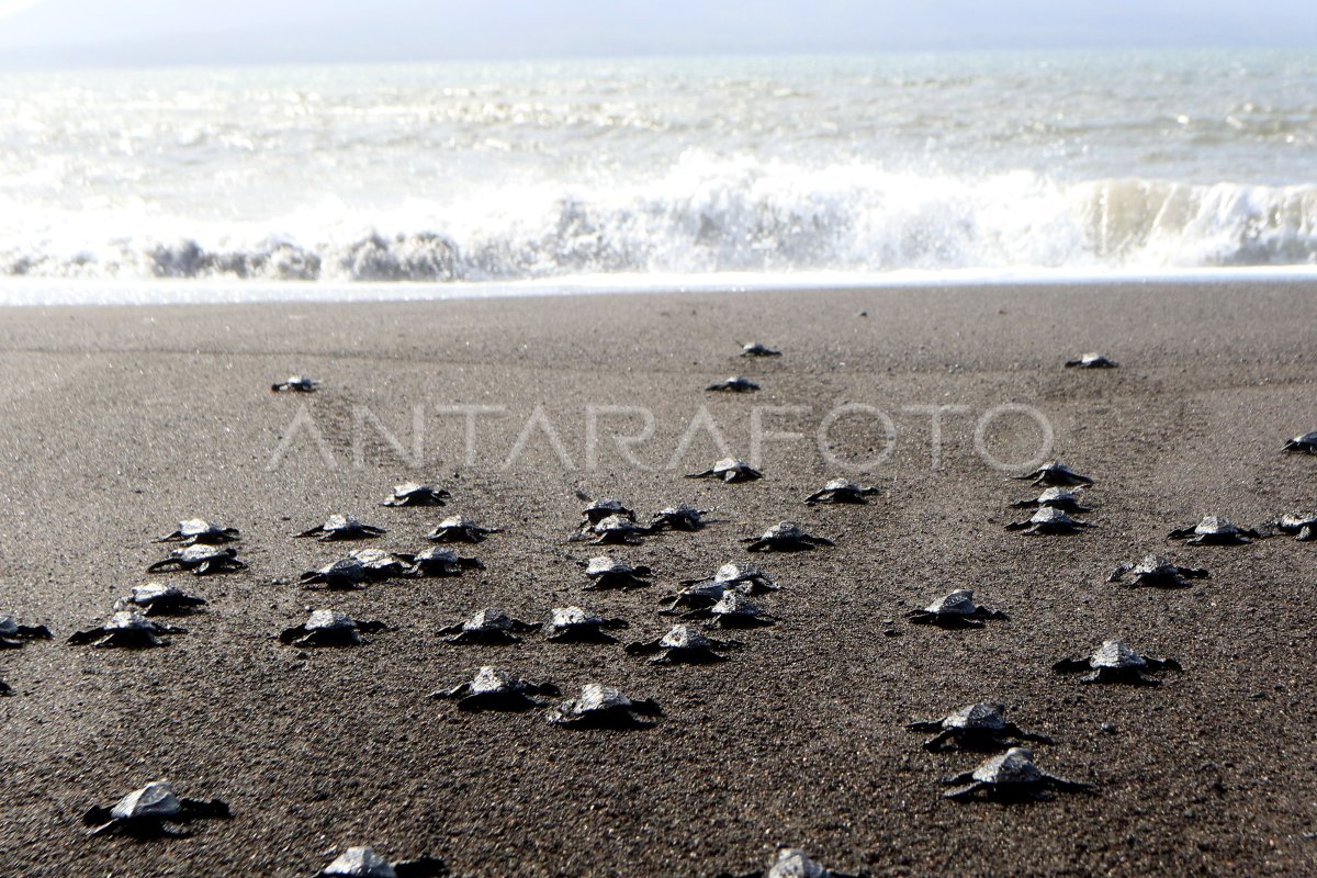 TELUR PENYU MENETAS DI PANTAI BOOM | ANTARA Foto TELUR PENYU MENETAS DI PANTAI BOOM | ANTARA Foto