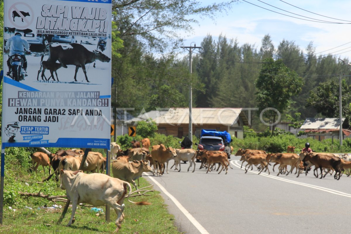 CATTLE ACAM SAFETY ROAD USERS | ANTARA Foto