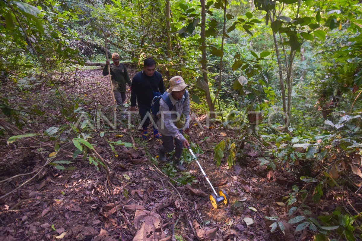 JALUR INTERPRETASI RIMBANG BALING | ANTARA Foto JALUR INTERPRETASI RIMBANG BALING | ANTARA Foto