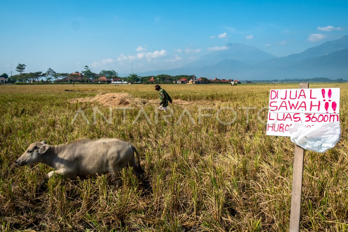 LUAS LAHAN BAKU SAWAH DI INDONESIA | ANTARA Foto LUAS LAHAN BAKU SAWAH DI INDONESIA | ANTARA Foto